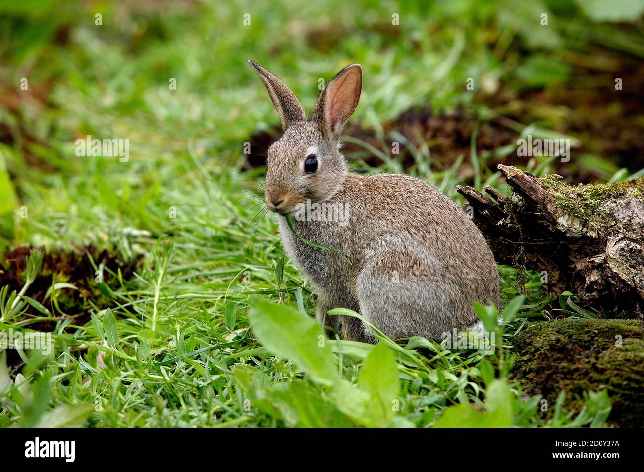 Young European Rabbit, oryctolagus cuniculus, Normandy Stock Photo - Alamy