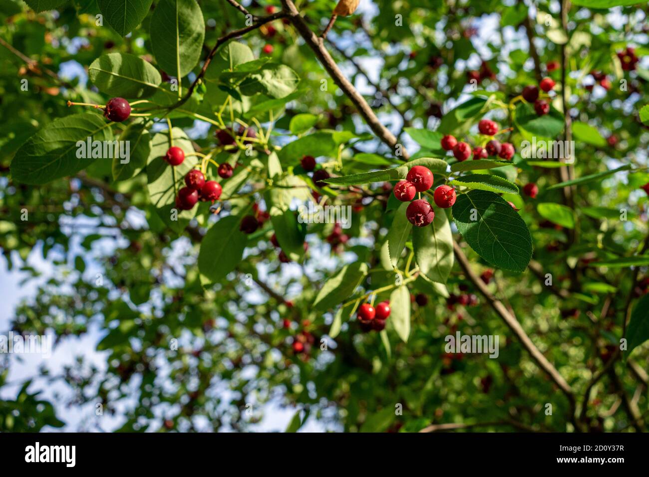 Delicious little berry growing on a tree or bush Stock Photo - Alamy