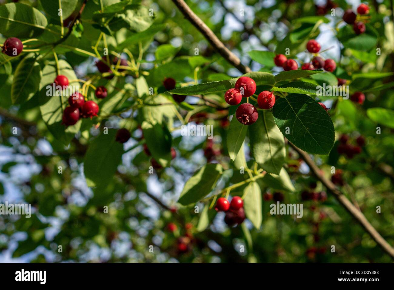 Delicious little berry growing on a tree or bush Stock Photo - Alamy