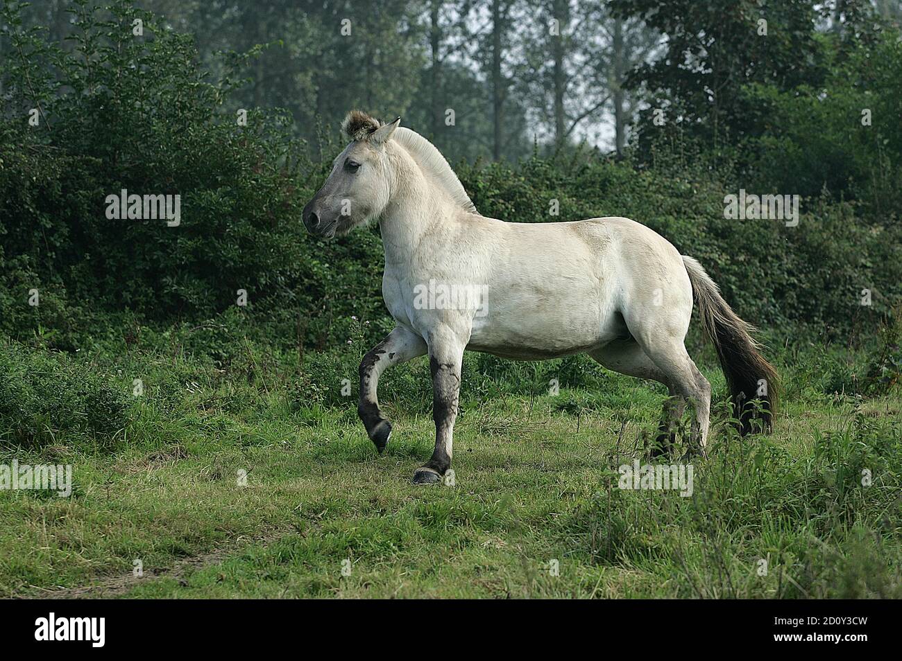 Norwegian Fjord Horse Stock Photo - Alamy