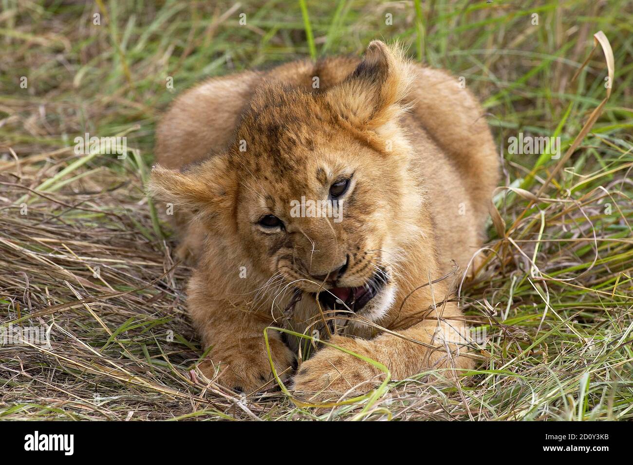 African Lion, panthera leo, Cub playing with a Piece of Wood, Masai ...