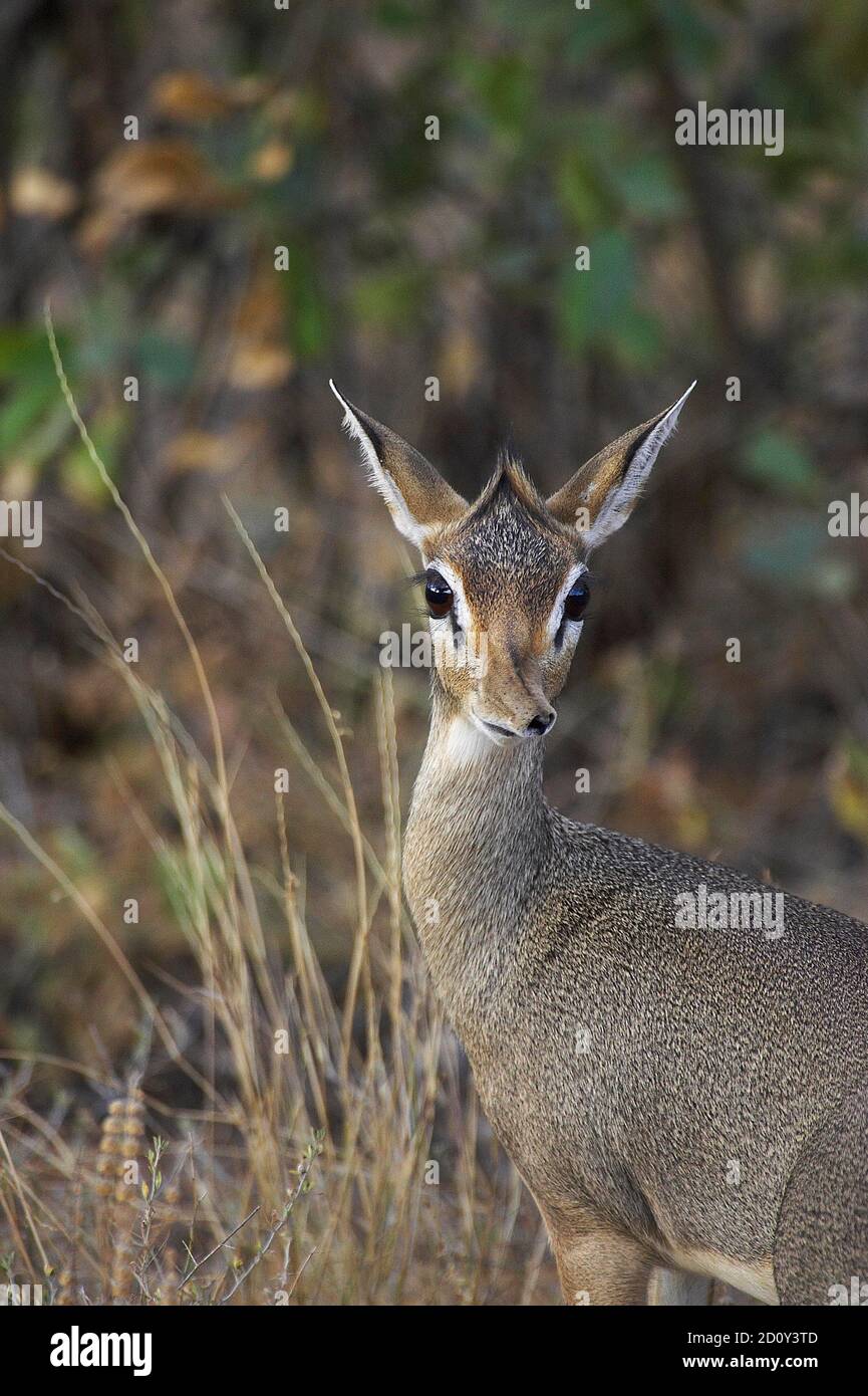 Kirk's Dik Dik, madoqua kirkii, Masai Mara Park in Kenya Stock Photo - Alamy