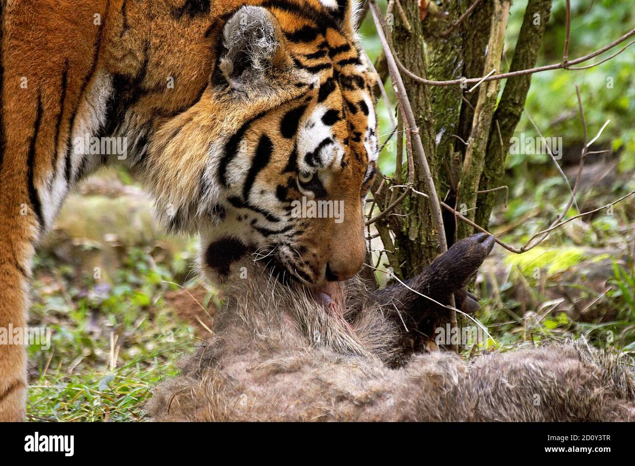 Siberian Tiger, panthera tigris altaica with a Kill, a Wild boar Stock ...