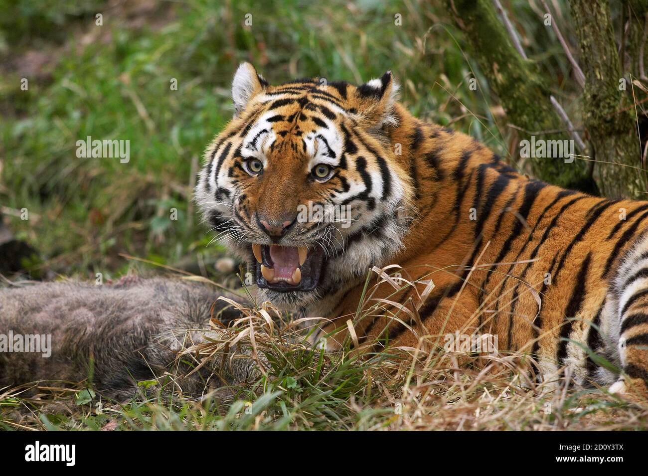 Siberian Tiger, panthera tigris altaica with a Kill, a Wild boar Stock ...