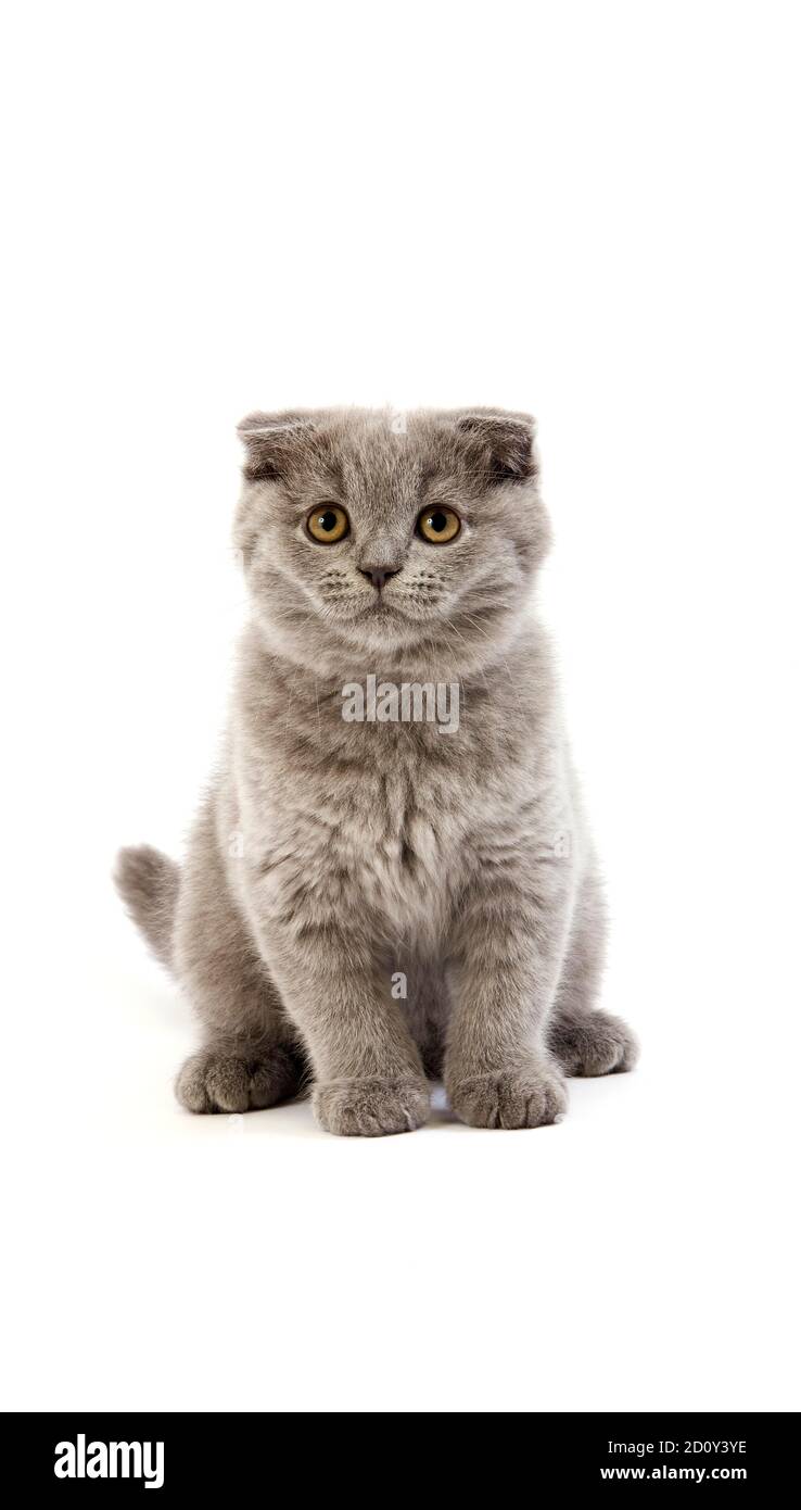 Blue Scottish Fold Domestic Cat, 2 Months old Kitten against white ...