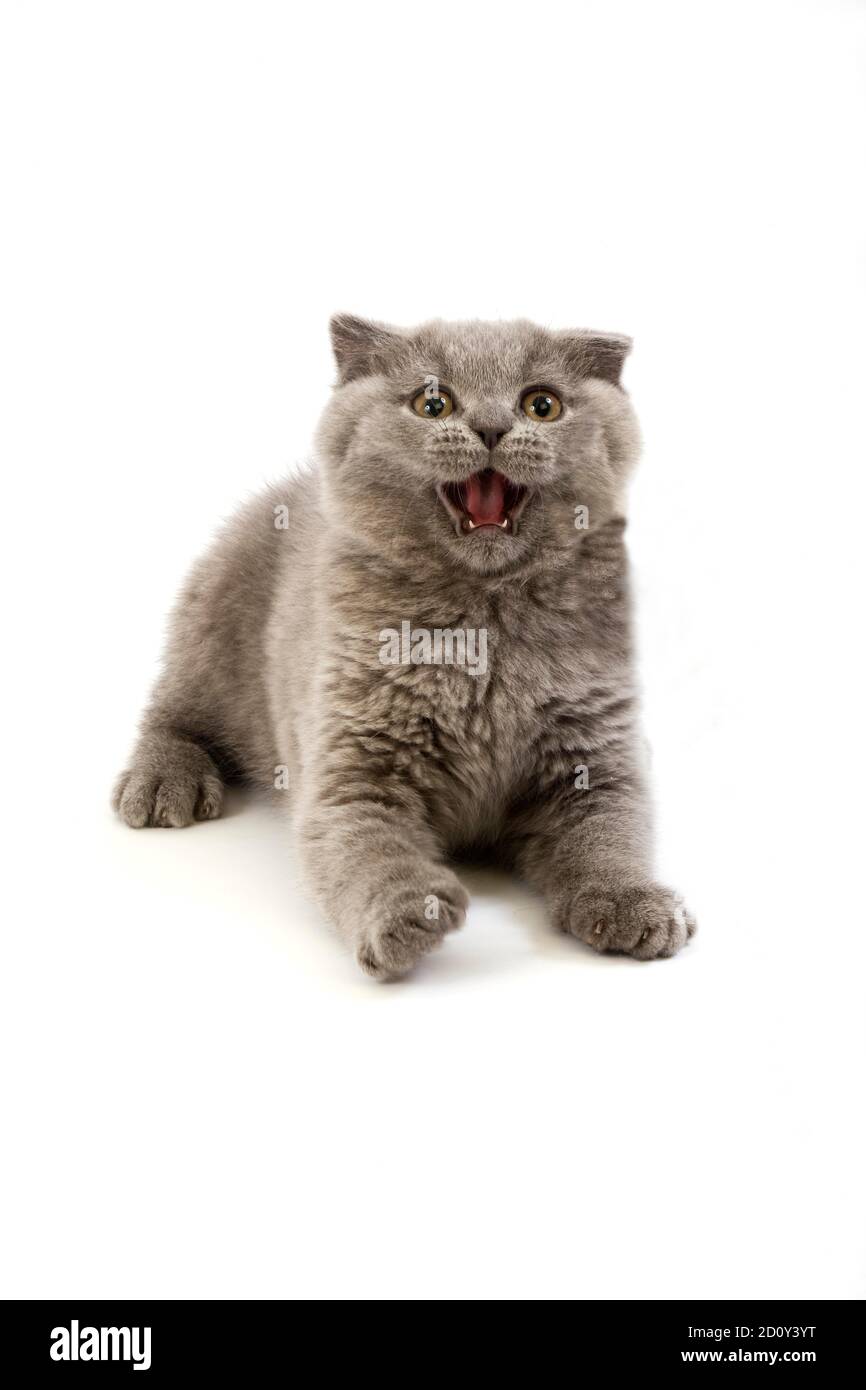 Blue Scottish Fold Domestic Cat, 2 Months old Kitten against white ...