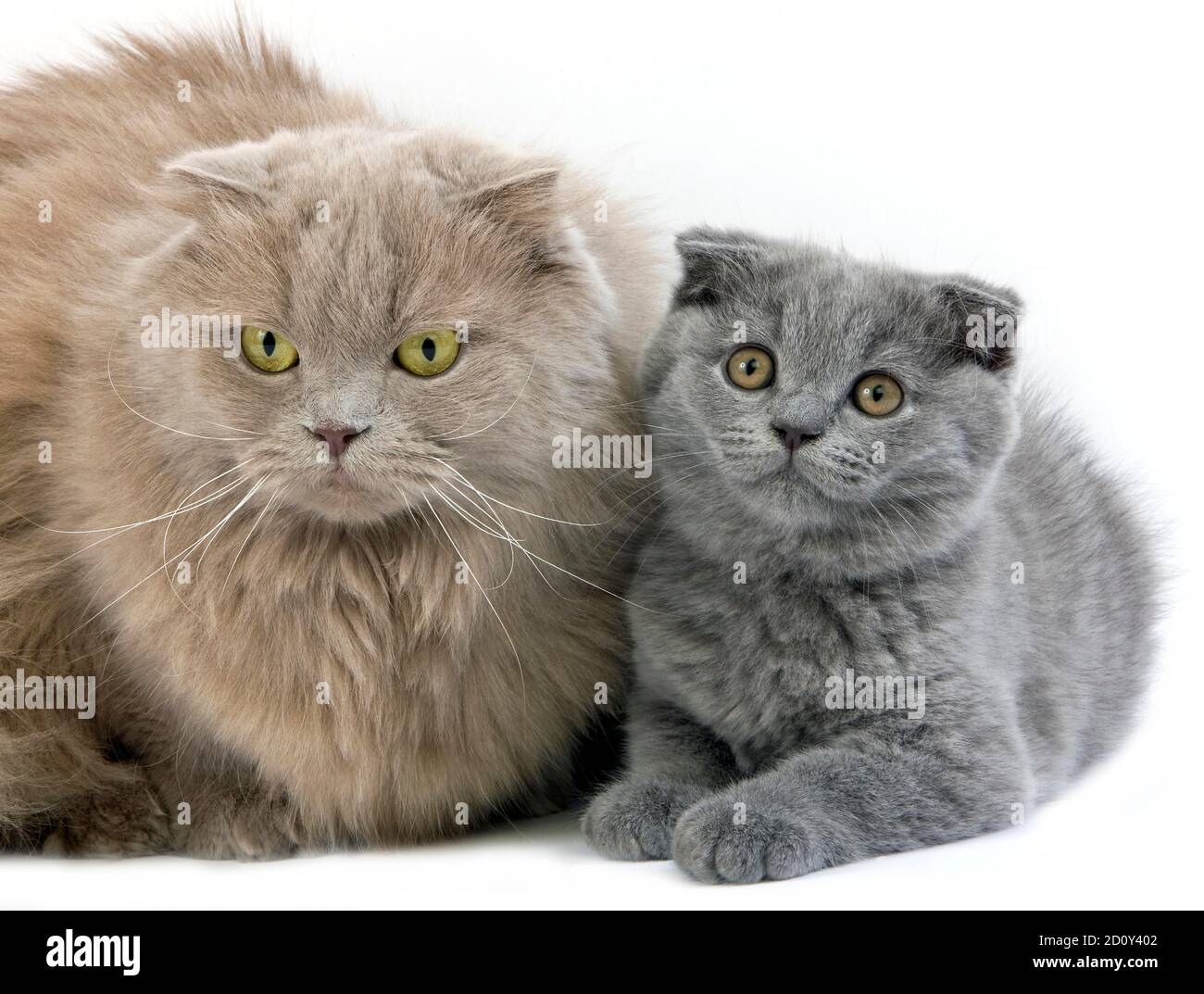 Female Lilac Self Highland Fold Domestic Cat and blue Scottish Fold ...