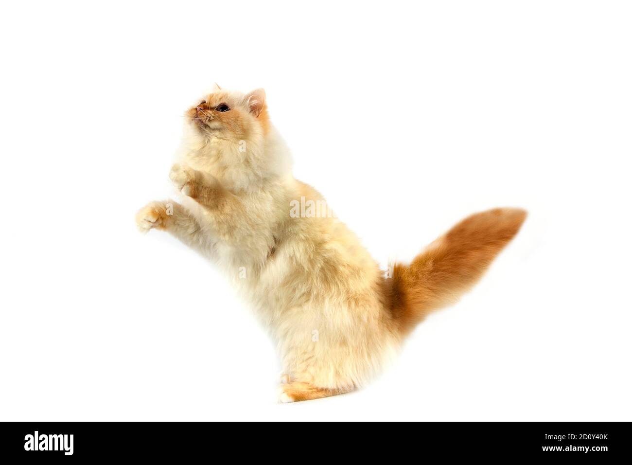 Red Birmanese Domestic Cat playing against White Background Stock Photo ...