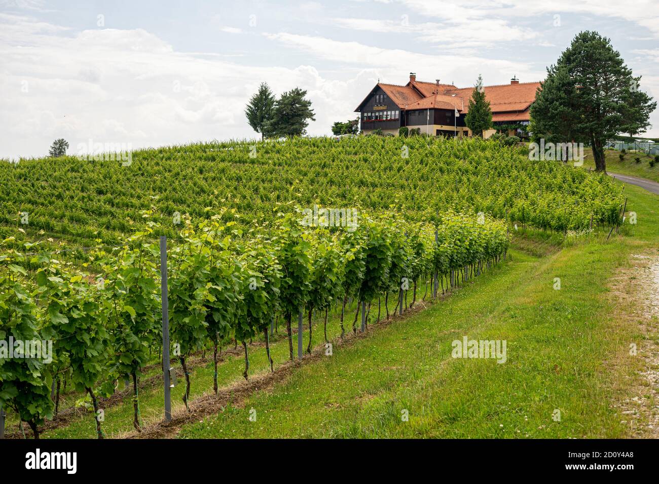 Traditional vineyards in Prlekija, eastern Slovenia Stock Photo - Alamy