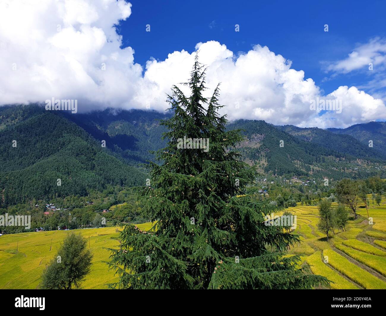 Paddy fields golden yellow and green. landscape nature huge beautiful ...