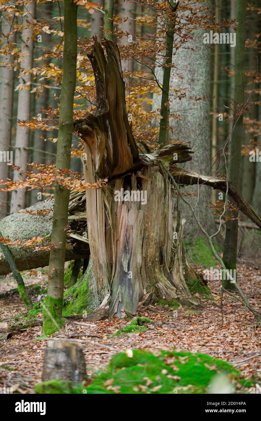 The wonderful bayerischer wald in Bayern, Germany Stock Photo - Alamy