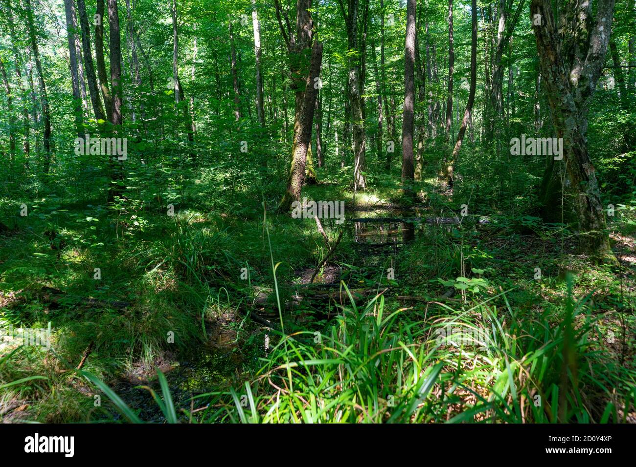 Deep in the virgin forest Stock Photo - Alamy
