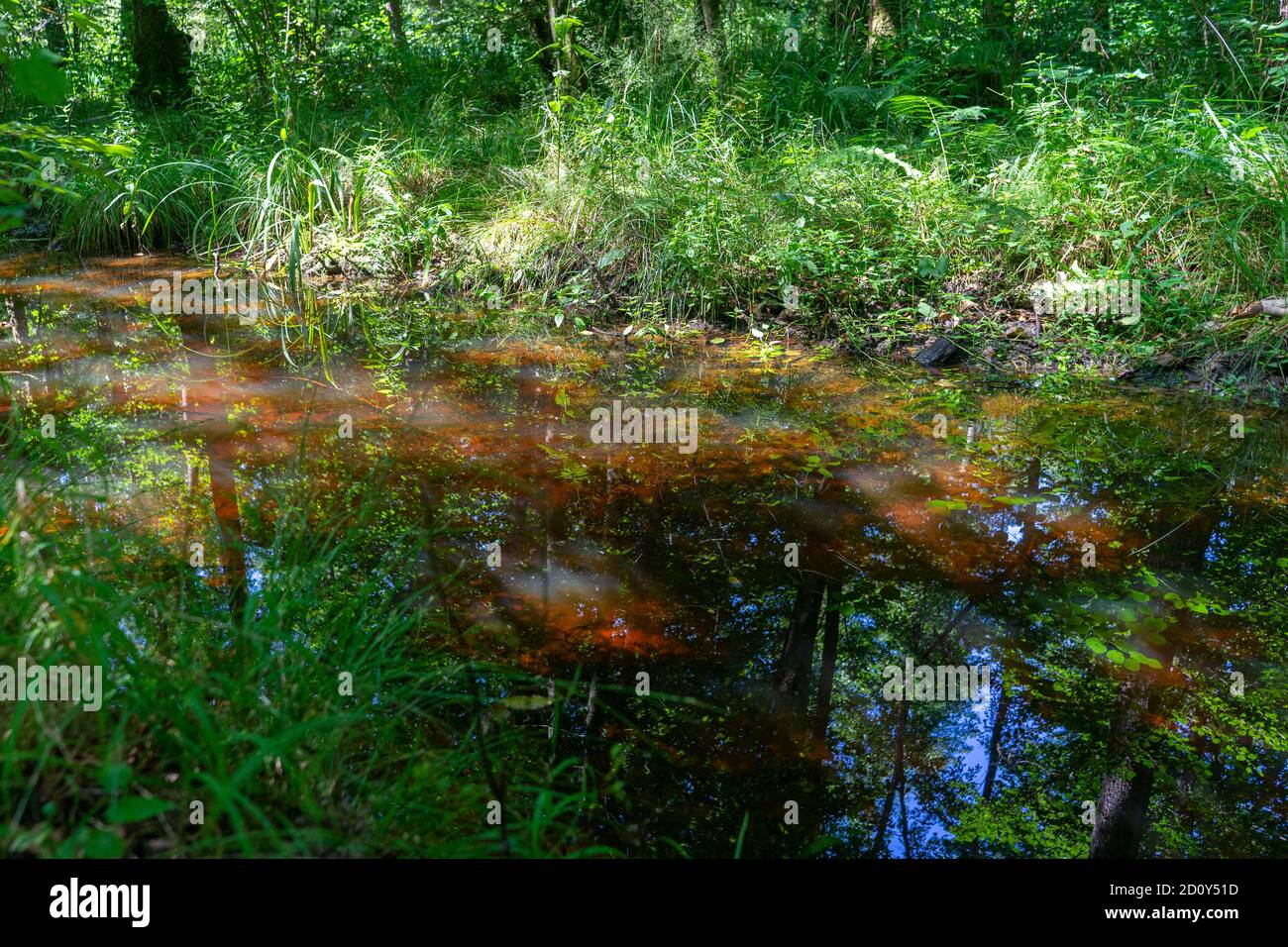 Deep in the virgin forest Stock Photo - Alamy