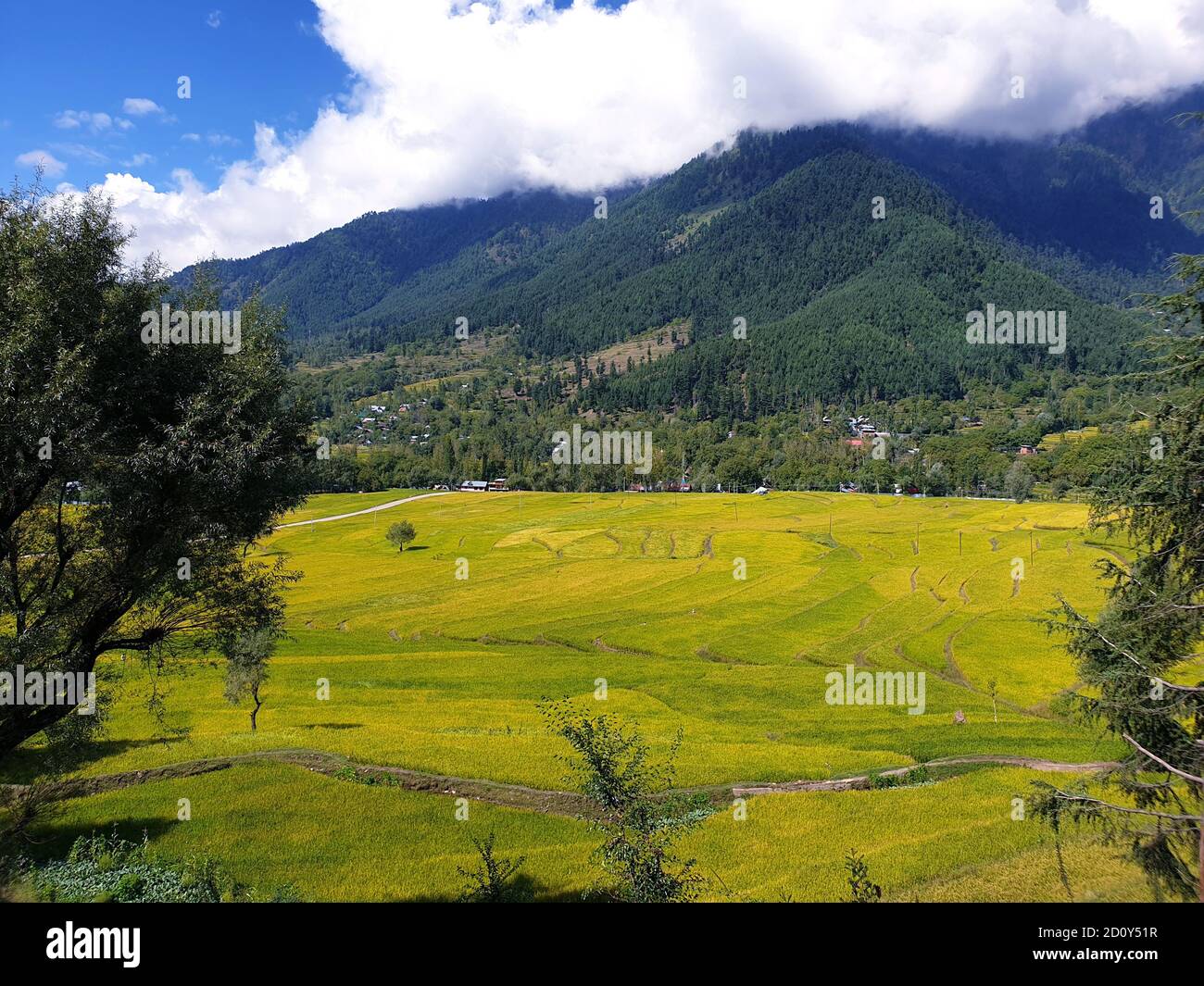 Paddy fields golden yellow and green. landscape nature huge beautiful ...