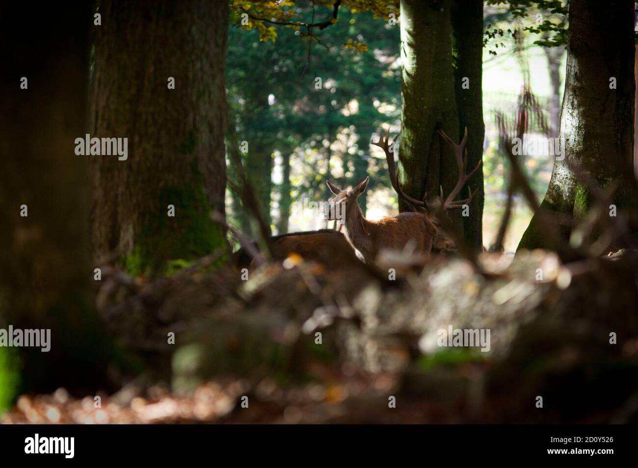 The wonderful bayerischer wald in Bayern, Germany Stock Photo - Alamy