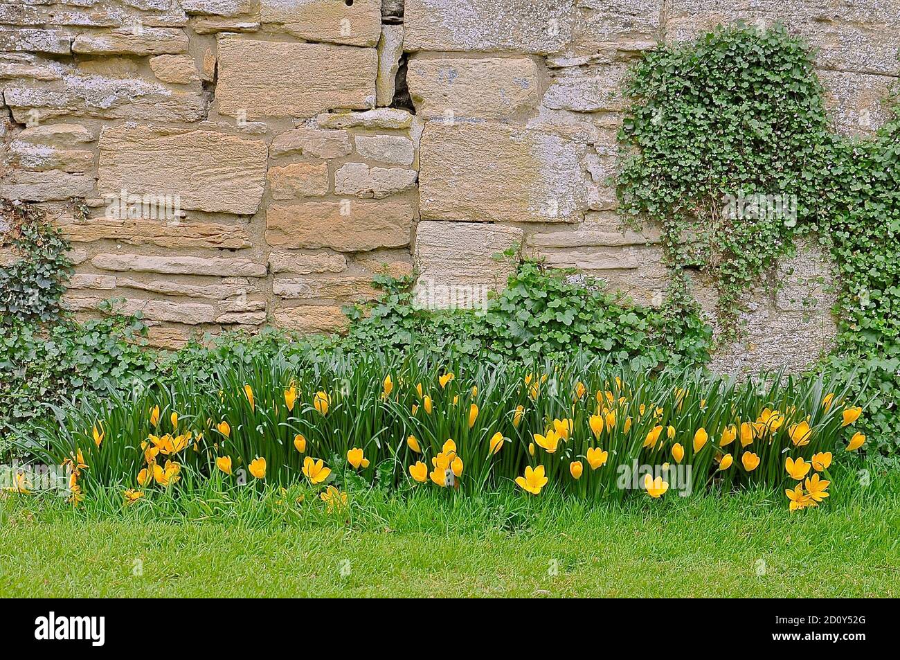 Yellow crocus flowers in bud against a dry stone wall Stock Photo - Alamy