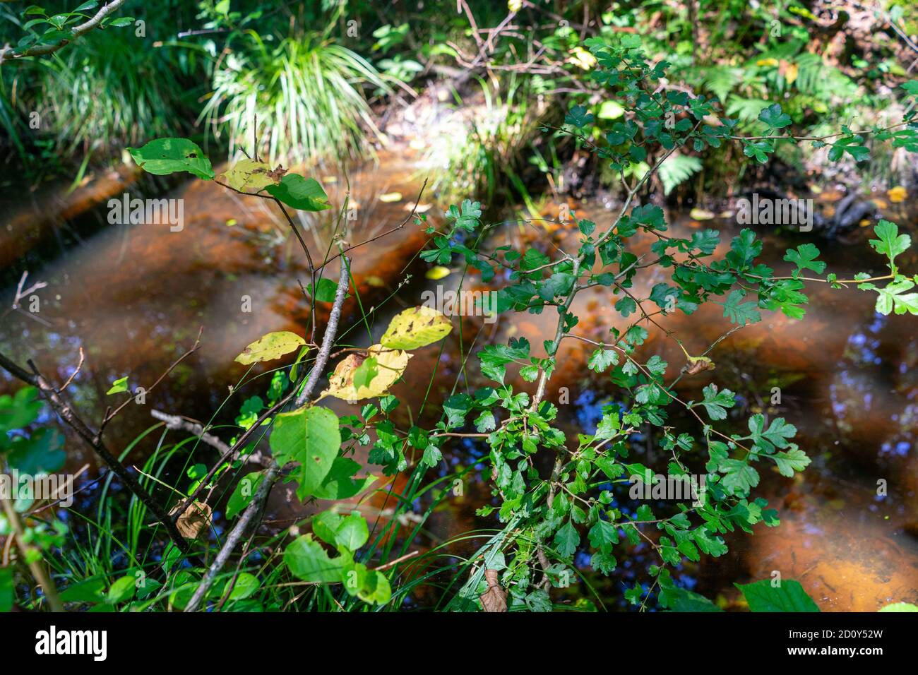 Virgin forest hi-res stock photography and images - Alamy