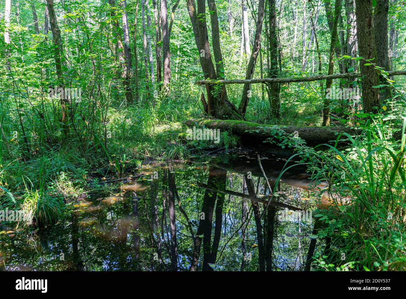 Deep in the virgin forest Stock Photo - Alamy