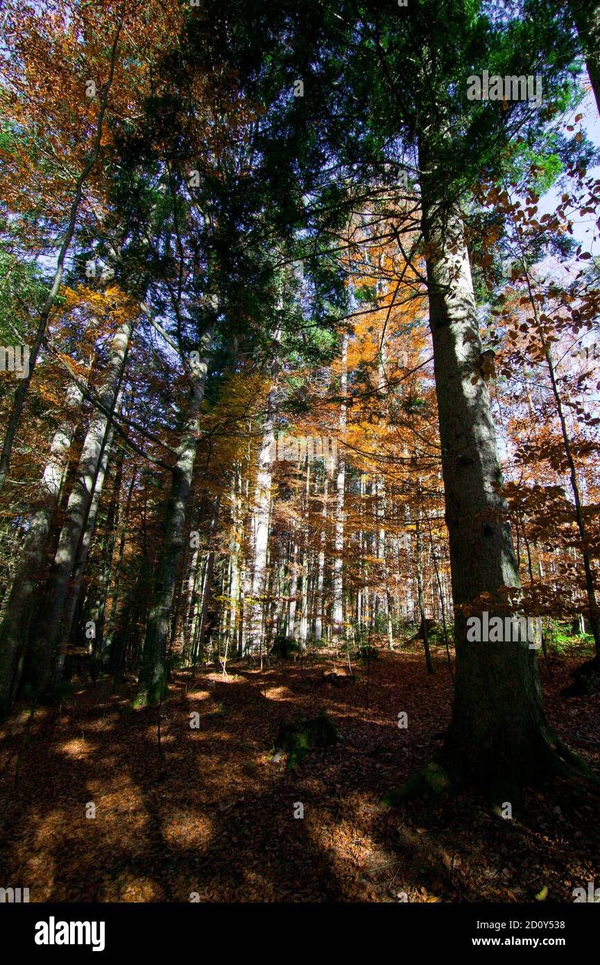 The wonderful bayerischer wald in Bayern, Germany Stock Photo - Alamy