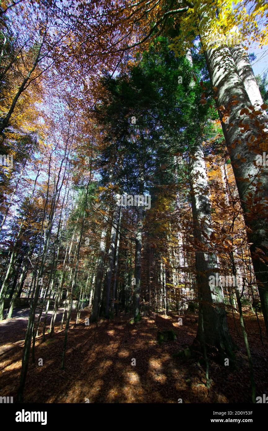 The wonderful bayerischer wald in Bayern, Germany Stock Photo - Alamy