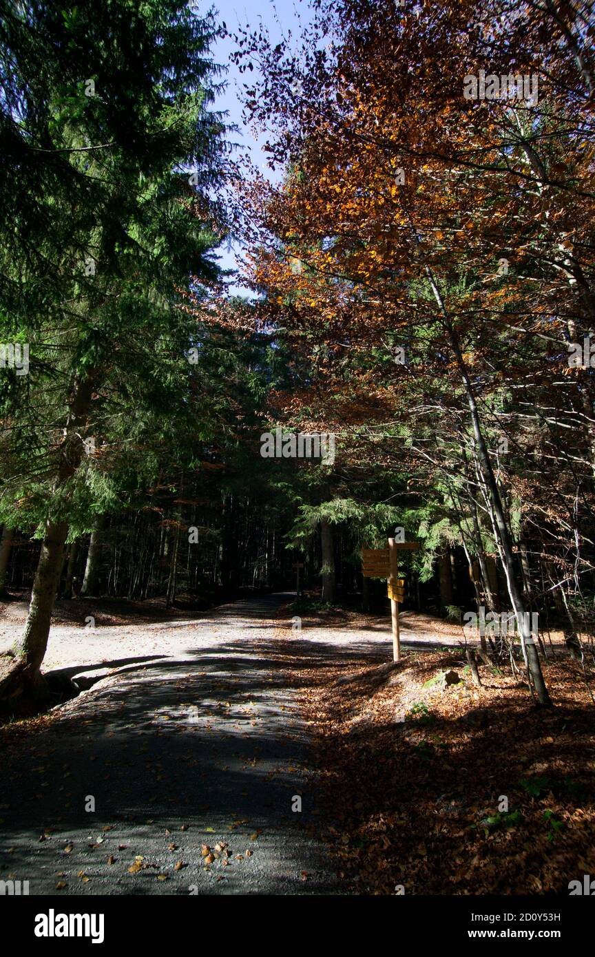 The wonderful bayerischer wald in Bayern, Germany Stock Photo - Alamy