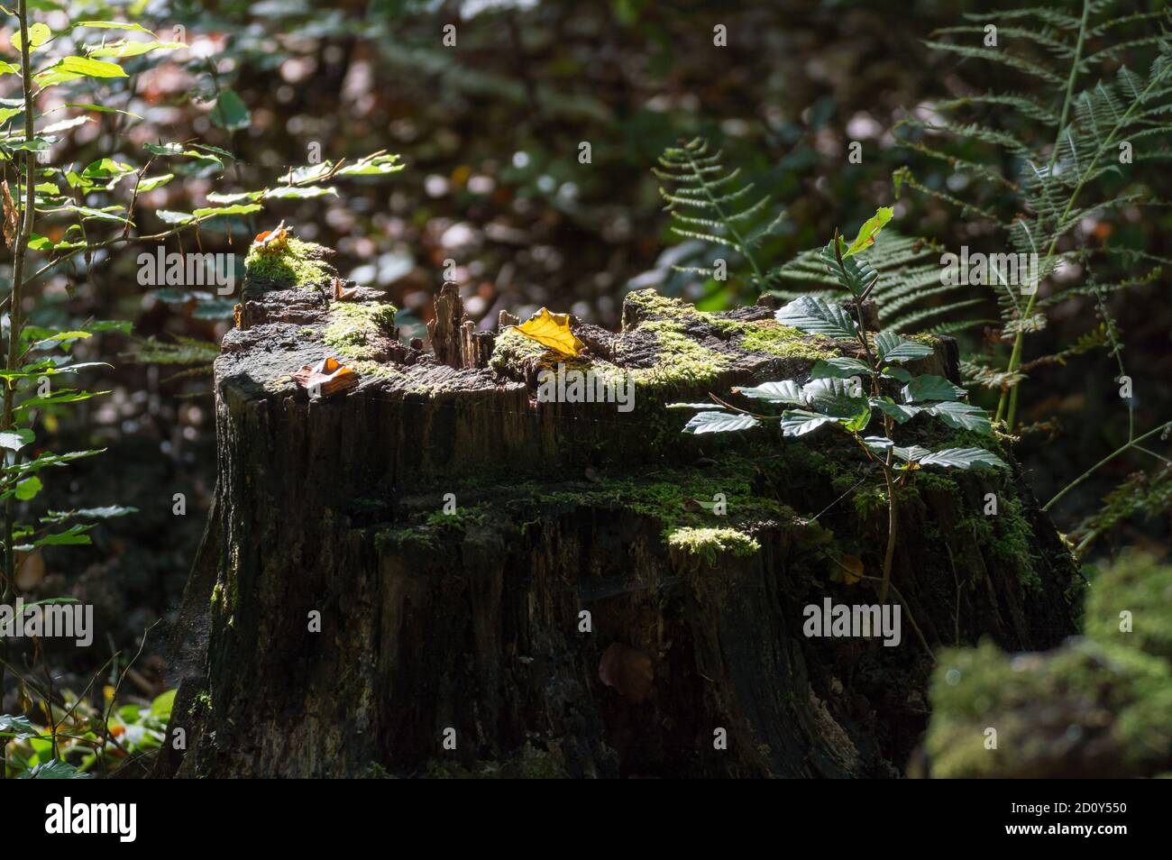 new fern growing on dead tree Stock Photo - Alamy