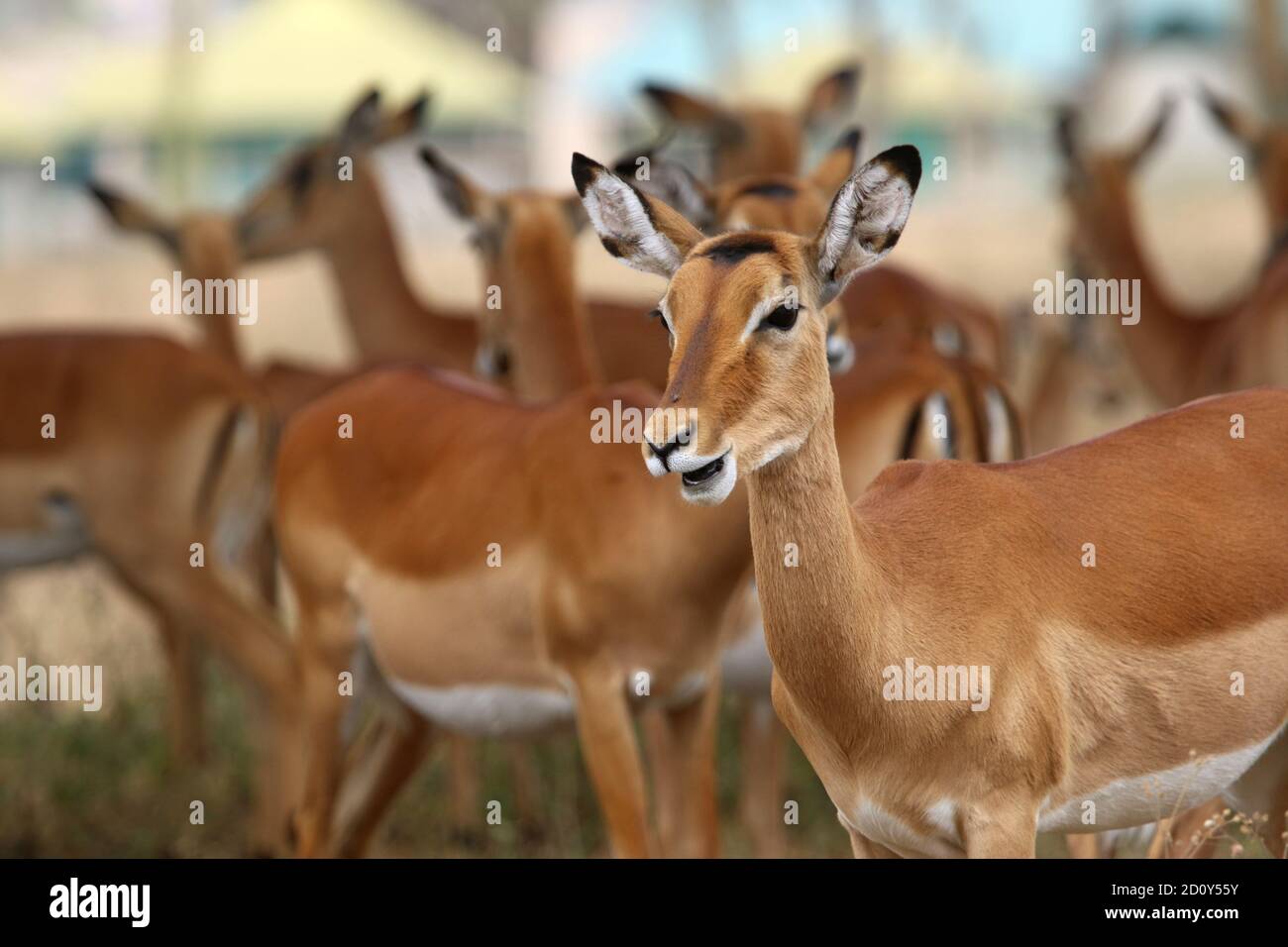 female impala herd Stock Photo - Alamy