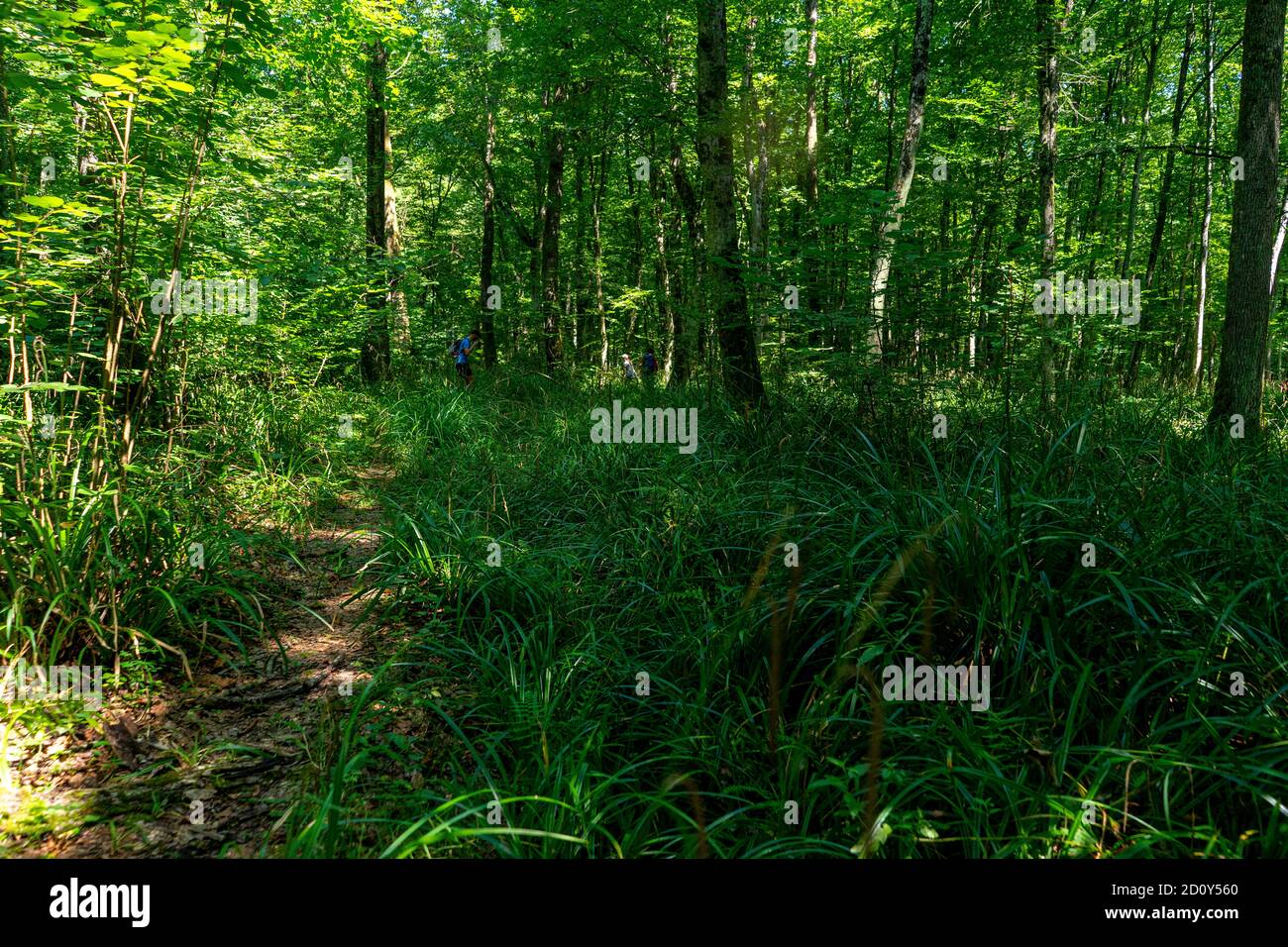 Deep in the virgin forest Stock Photo - Alamy