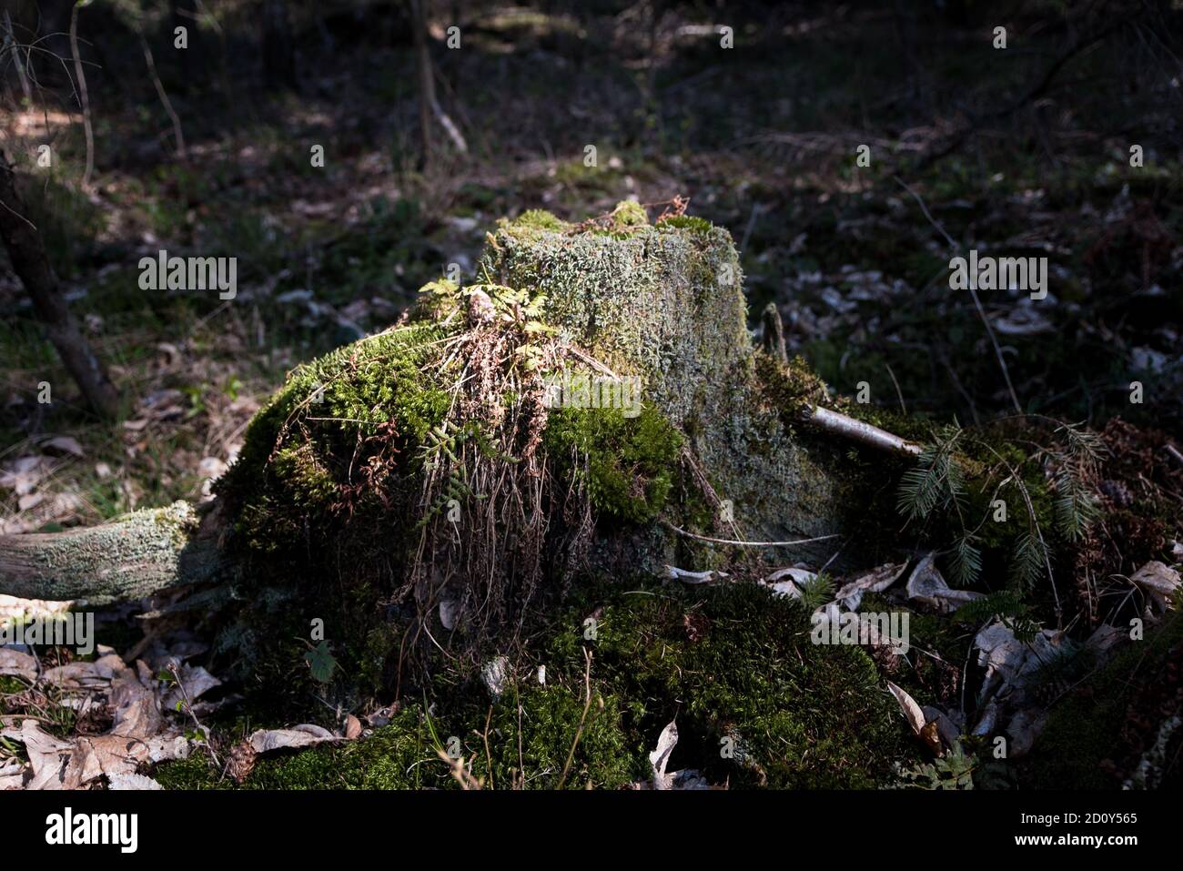 new fern growing on dead tree Stock Photo - Alamy