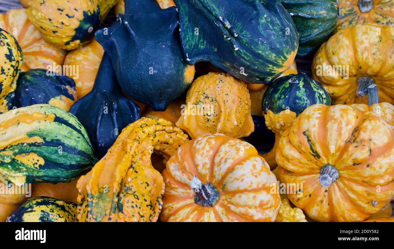 Yellow and green striped squash hi-res stock photography and images - Alamy