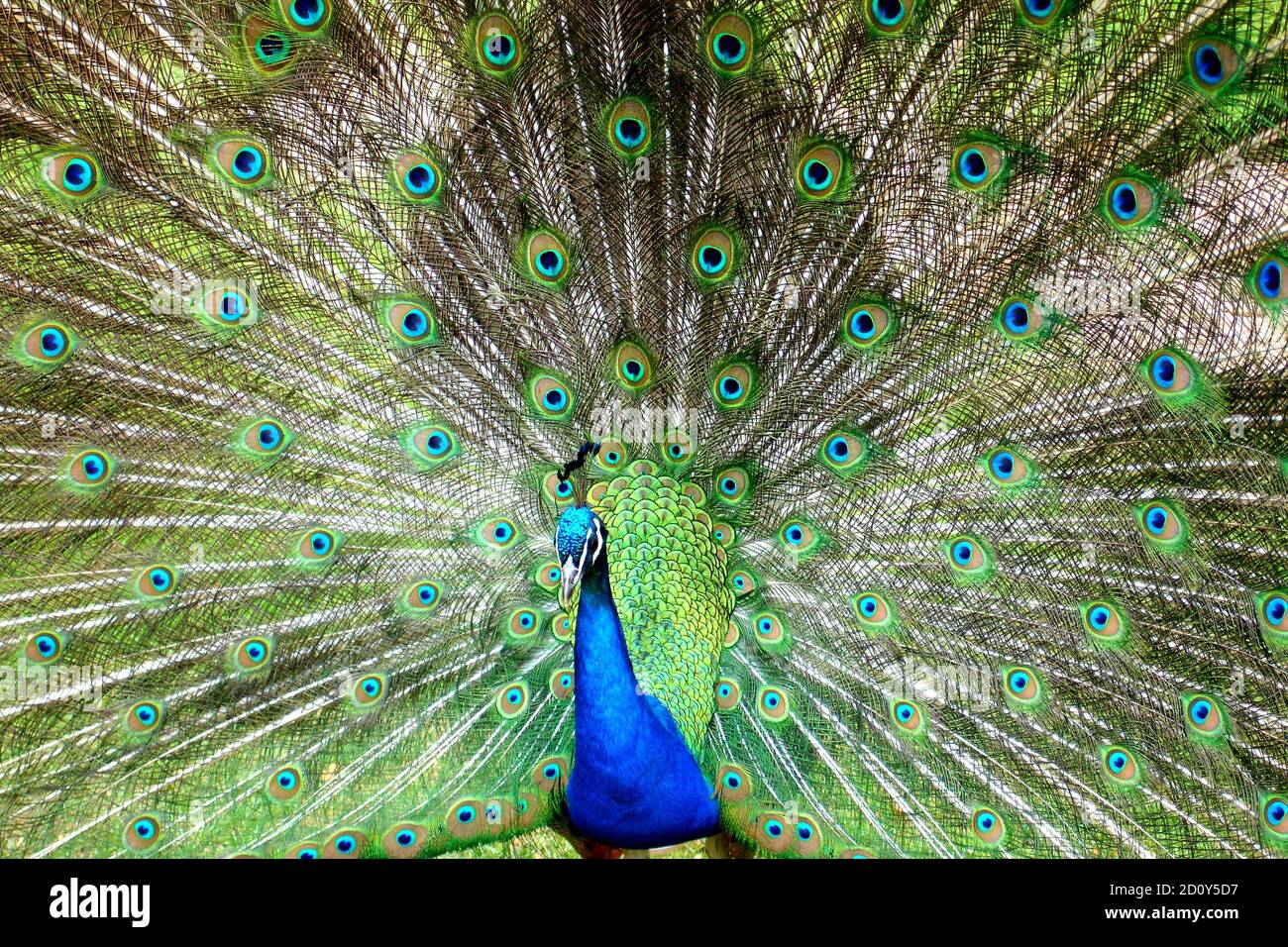 Peacock with fanned tail Stock Photo - Alamy