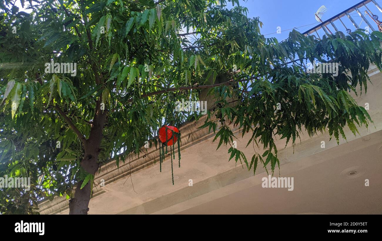 Ashoka tree hi-res stock photography and images - Alamy