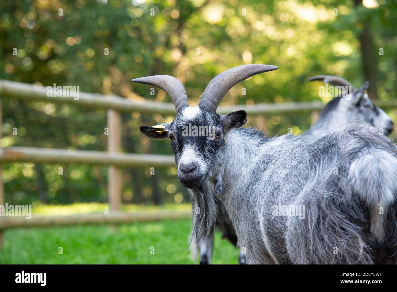 a nice portrait of a goat in a farm whit his beard hanging from the ...