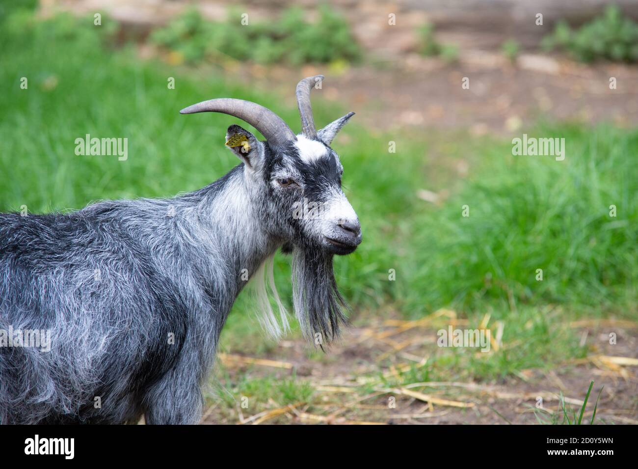 a nice portrait of a goat in a farm whit his beard hanging from the ...