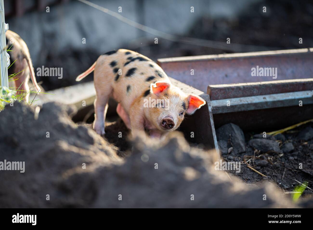 pig on a farm doing it thing on the farm eats everything that comes in ...
