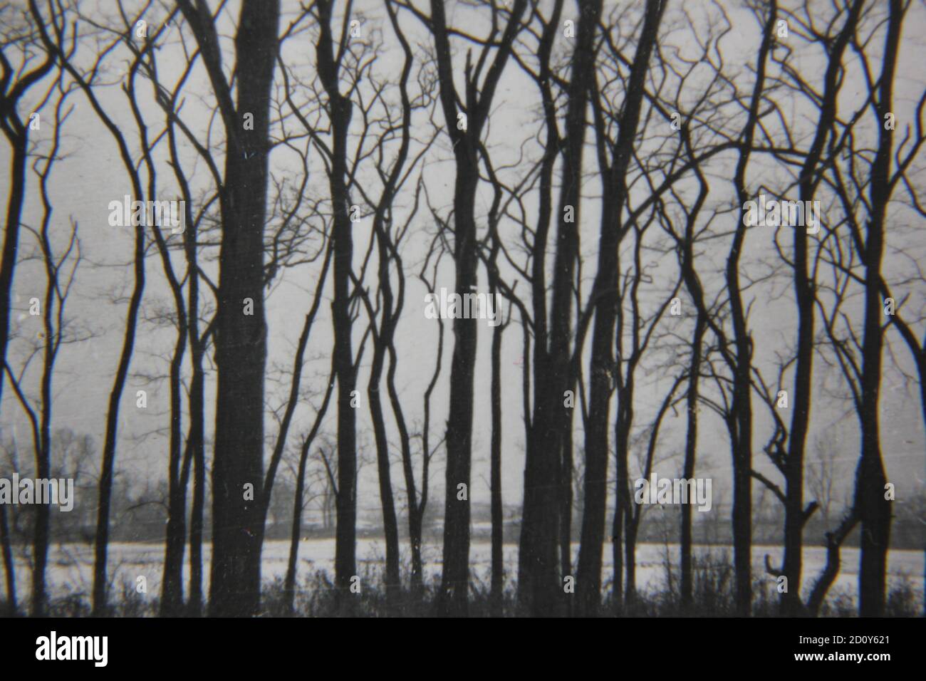 Fine 1970s vintage black and white photography of a forest full of ...