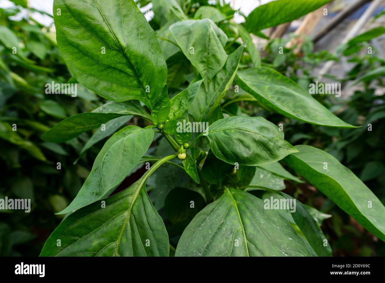 Green pepper stems hi-res stock photography and images - Alamy