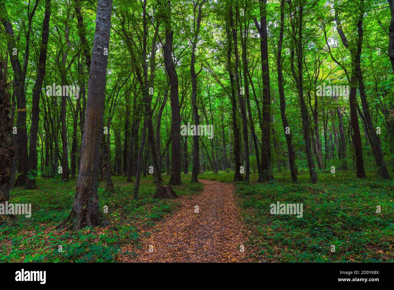 Hiking trail through tall trees in a lush green forest Stock Photo - Alamy