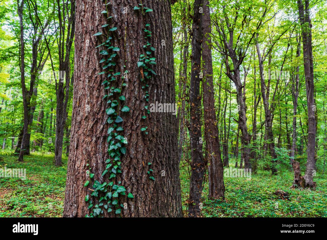 Liana Tree High Resolution Stock Photography and Images - Alamy
