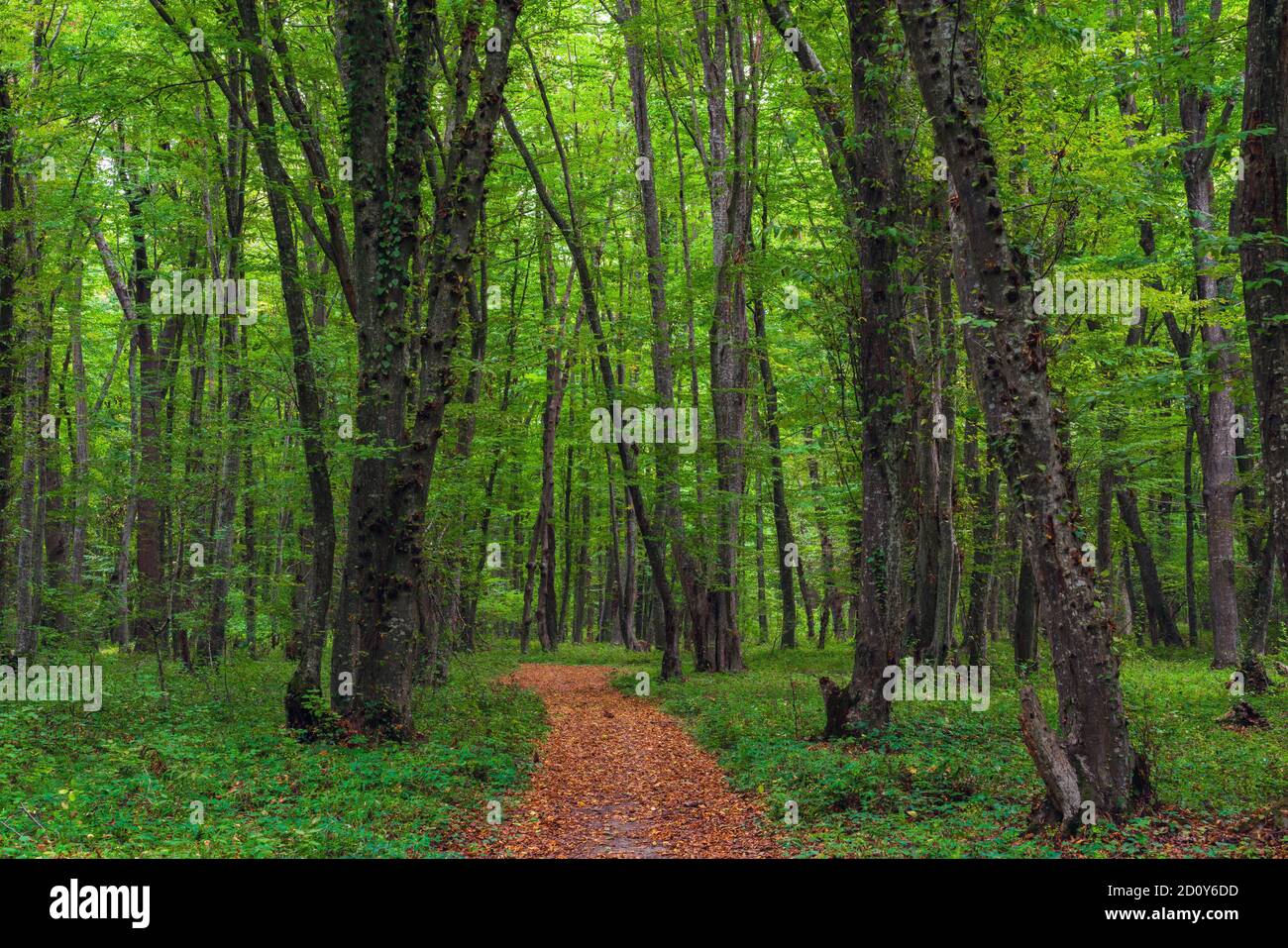 Hiking trail through tall trees in a lush green forest Stock Photo - Alamy