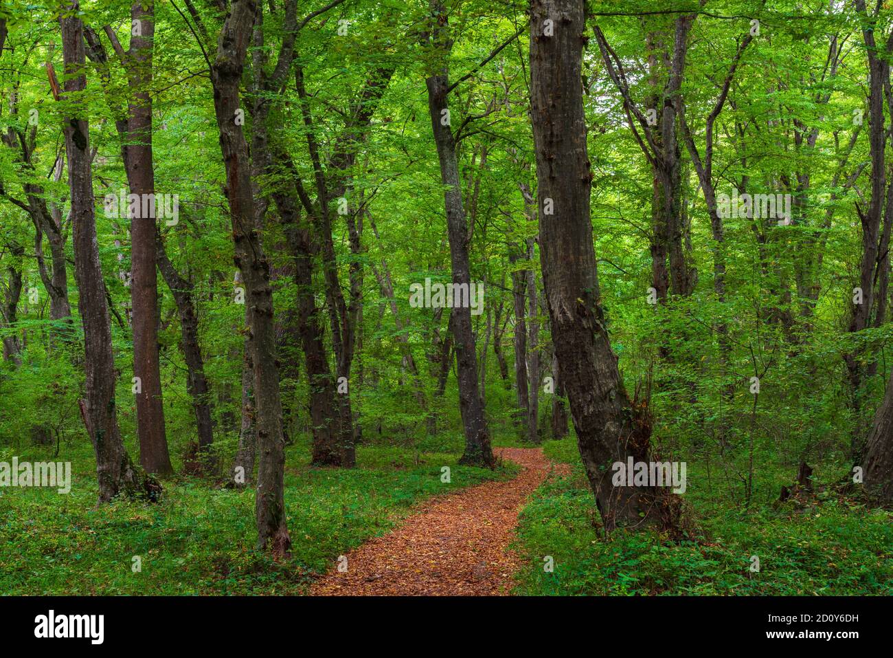 Hiking trail through tall trees in a lush green forest Stock Photo - Alamy