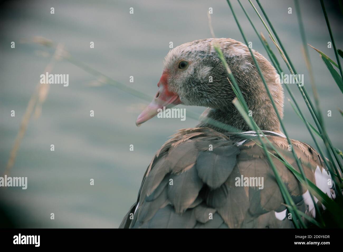 Grey beautiful goose in a reservoir. Beautiful feathers Stock Photo - Alamy