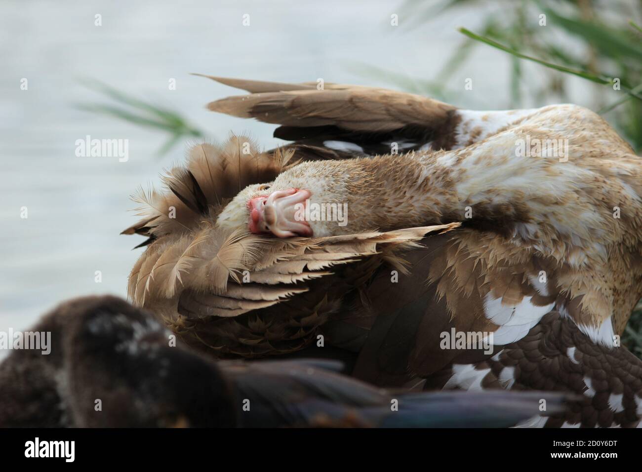 Grey beautiful goose in a reservoir. Beautiful feathers Stock Photo - Alamy