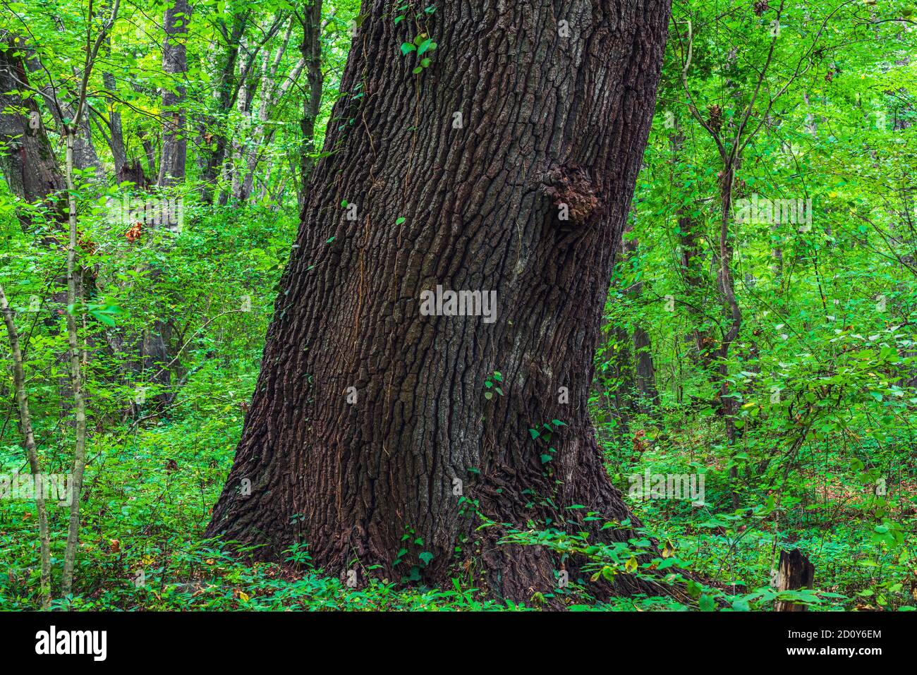 Big Thick Trunk High Resolution Stock Photography and Images - Alamy