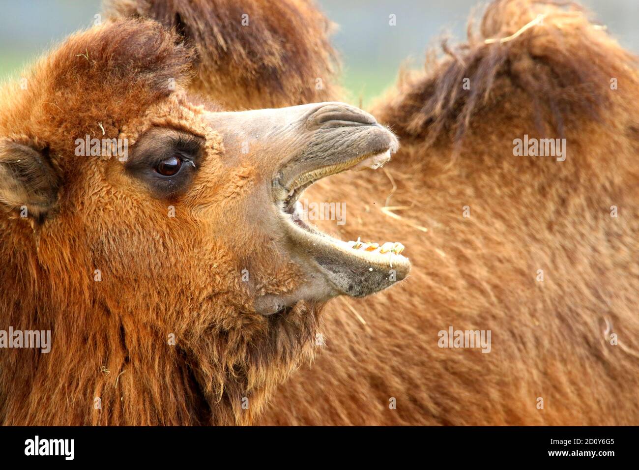 Camel with 2 humps hi-res stock photography and images - Alamy