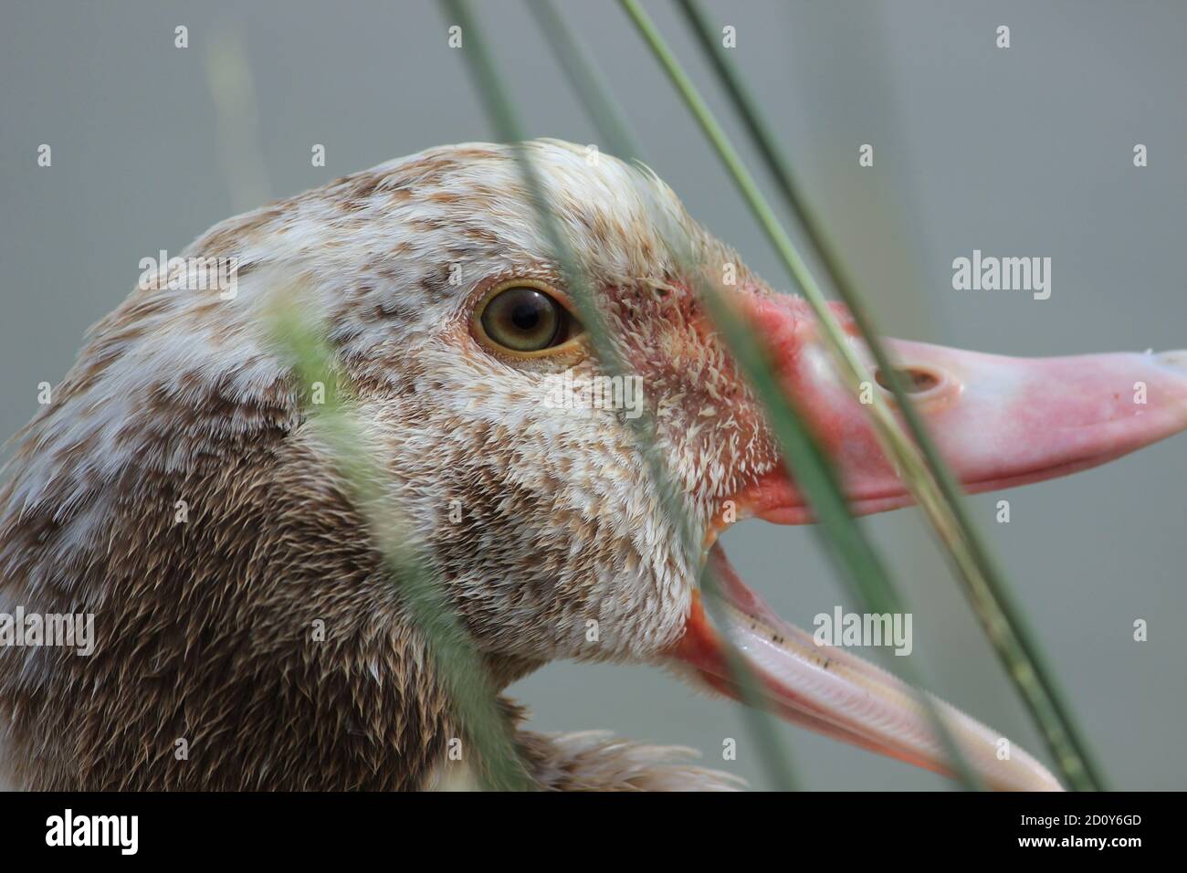 Beautiful goose hi-res stock photography and images - Alamy