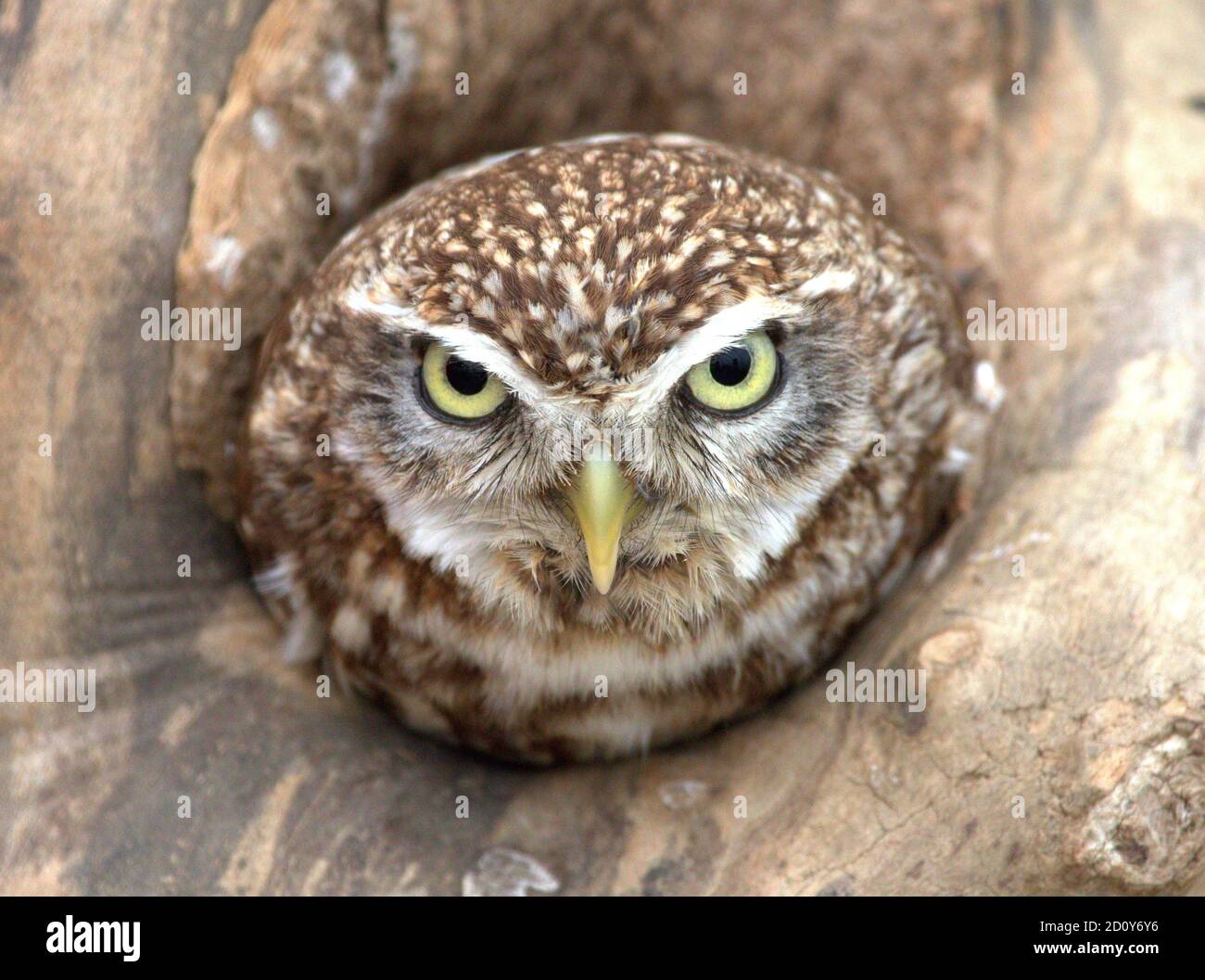 Grumpy bird hi-res stock photography and images - Alamy