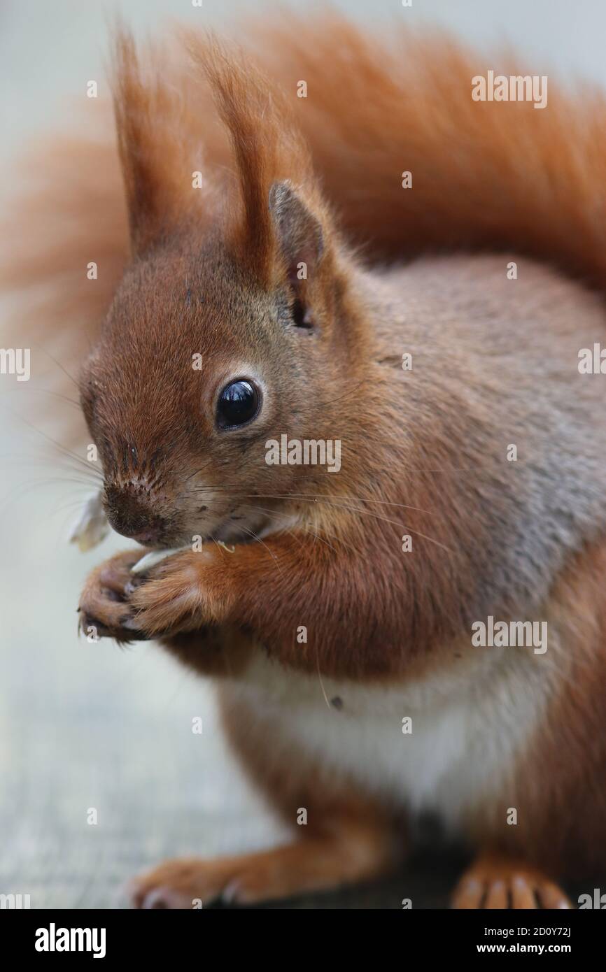 Red squirrel with a nut Stock Photo - Alamy