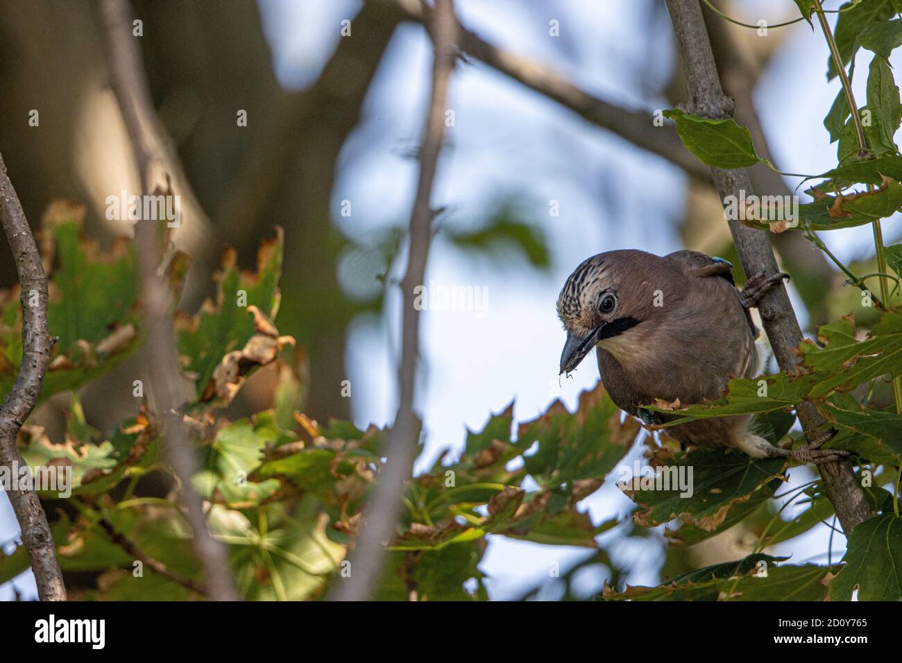 Bug eating birds hi-res stock photography and images - Alamy