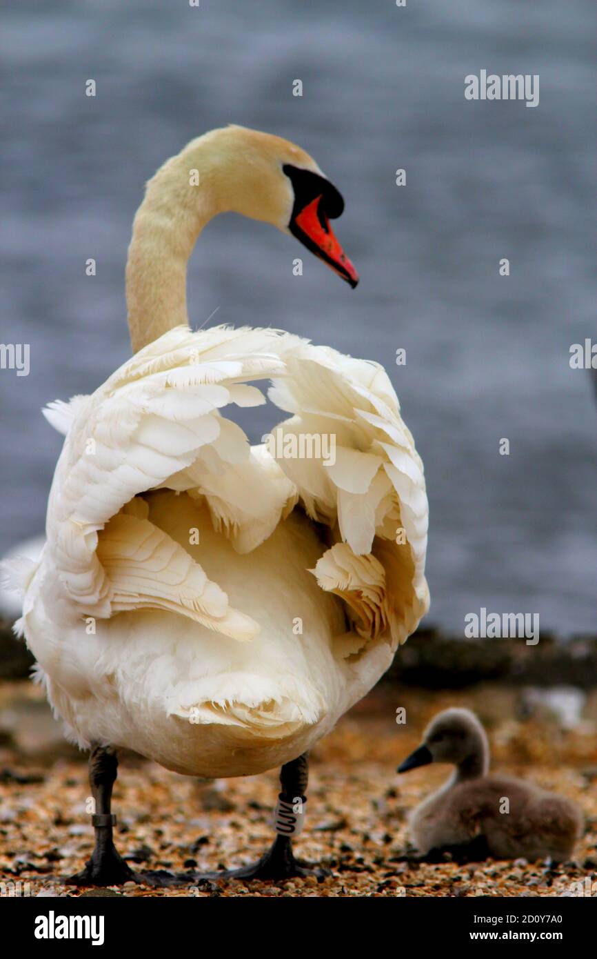 New life swan hi-res stock photography and images - Alamy